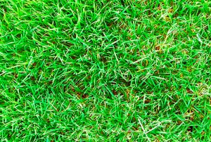 Pasto en rollo variedad Bermuda 419 (Tifgreen) - Pasto en Rollo. Rancho ...